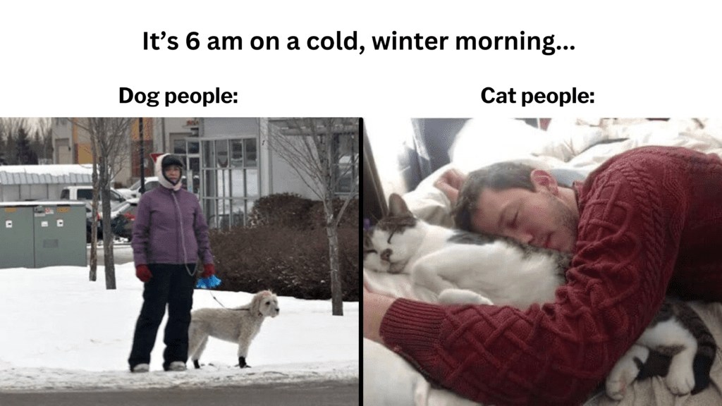 Cats Are The Best Pets Here's 10 Reasons Why